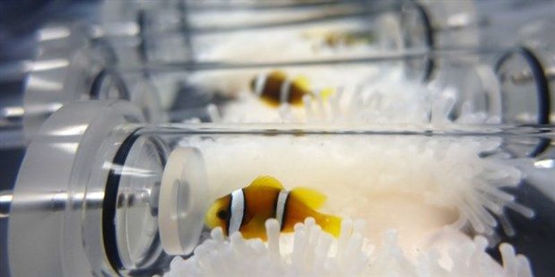 Image of the Day: Sad Clownfish? | The Scientist