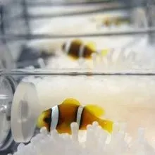 Image of the Day: Sad Clownfish? | The Scientist