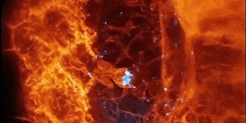 Image of the Day: Immune Cell In Action | The Scientist