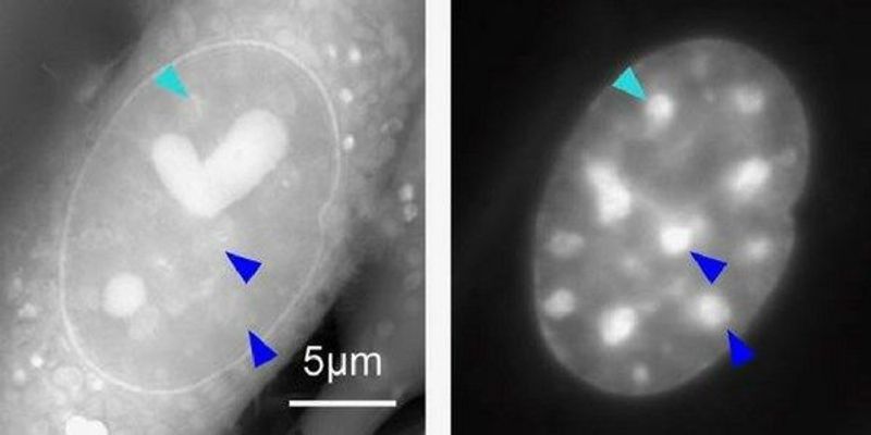 Image of the Day: It’s Alive | The Scientist