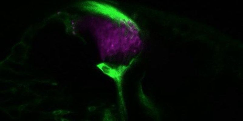 Image of the Day: Fly Sight | The Scientist