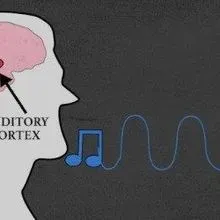 Neurons That Recognize Tone Identified | The Scientist