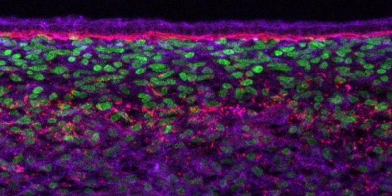 Image of the Day: Stretchy Chicken Skin | The Scientist