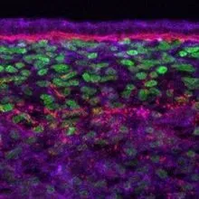 Image of the Day: Stretchy Chicken Skin | The Scientist