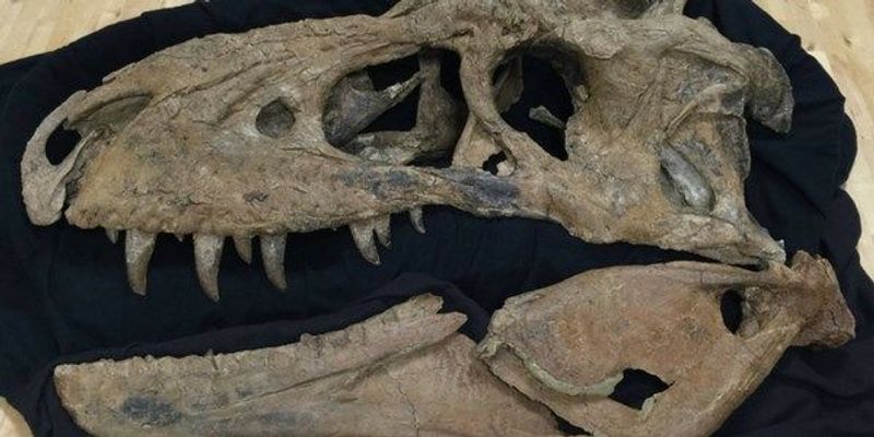 Image of the Day: Skull Scan | The Scientist