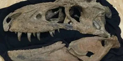 Image of the Day: Skull Scan | The Scientist