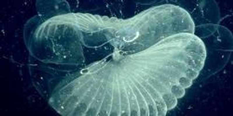 Giant Plankton May Help Move Plastic Pollution to Sea Floor | The Scientist