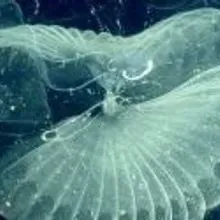 Giant Plankton May Help Move Plastic Pollution to Sea Floor | The Scientist