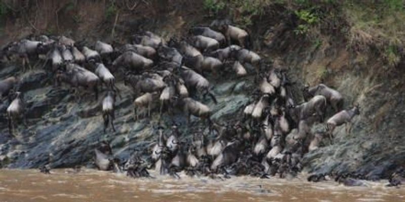 From Mass Death, Life | The Scientist