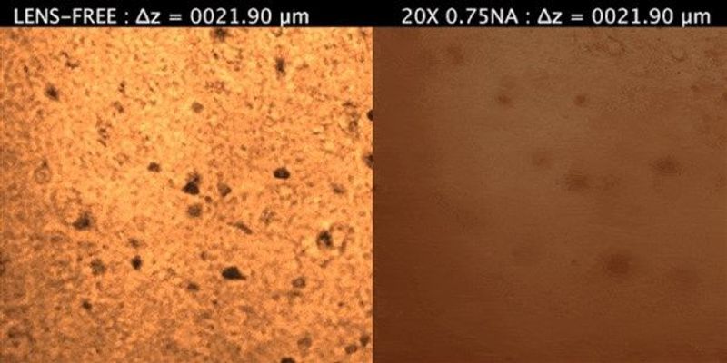 Microscopy Tool Can “See” Through Dense Tissue: Study | The Scientist