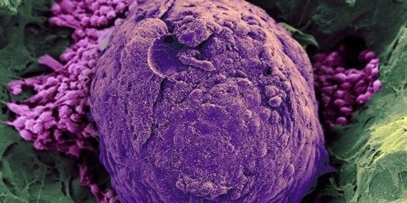 First Organ-Specific Tissue Sheets | The Scientist