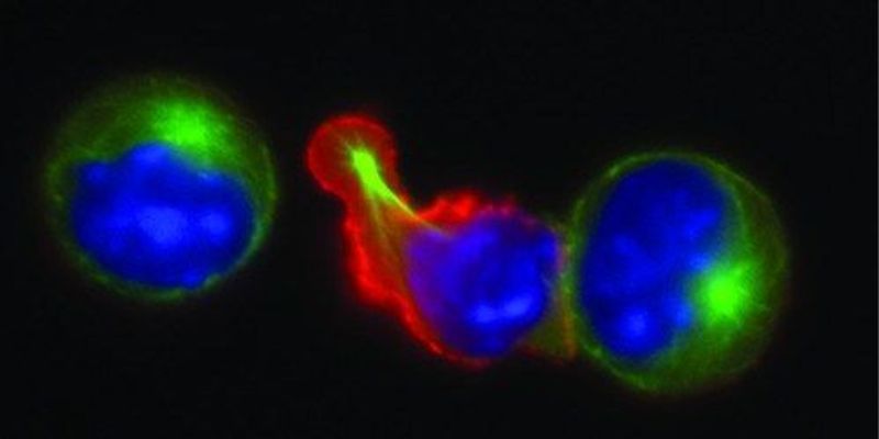 The Ever-Expanding T-Cell World: A Primer | The Scientist