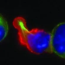 The Ever-Expanding T-Cell World: A Primer | The Scientist