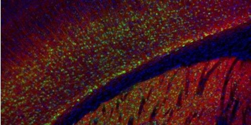 Chemogenetics Doesn’t Work Like Many Thought | The Scientist