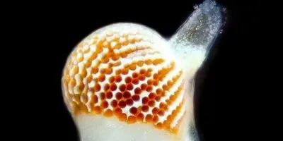 Image of the Day: The Tentacles Have Eyes | The Scientist