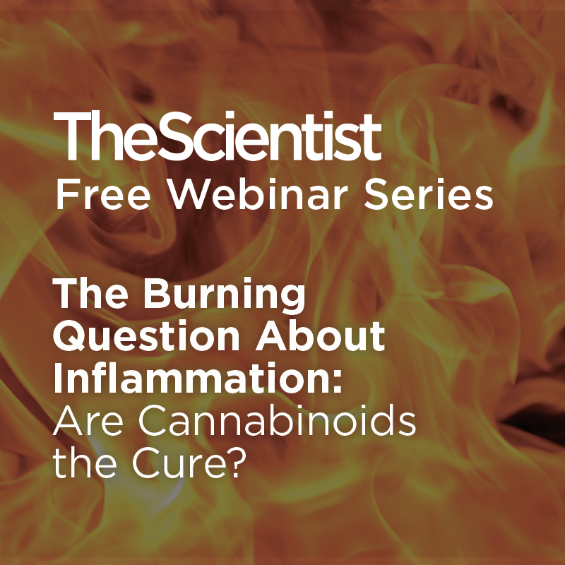 The Burning Question About Inflammation: Are Cannabinoids the Cure ...