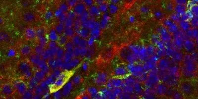 Image of the Day: Release Your Inhibitions | The Scientist