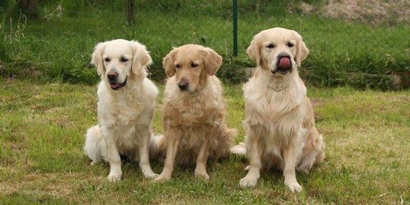 Dogs with Duchenne Treated with Gene Therapy | The Scientist