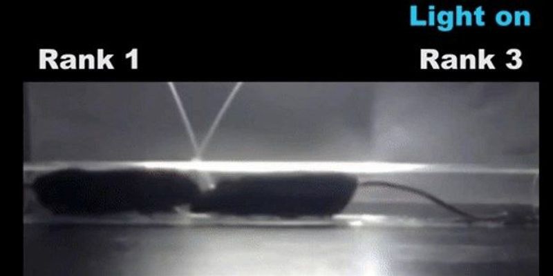 Image of the Day: Power Move | The Scientist