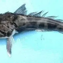 Islands North of Antarctica Key to Fish Species Diversity | The Scientist