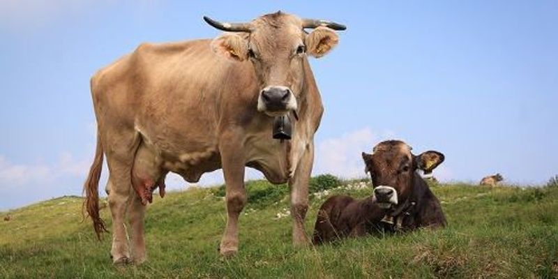 Immunized Cows Produce Anti-HIV Antibodies | The Scientist