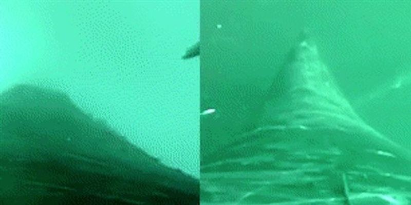 Image of the Day: Whale Vision | The Scientist