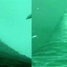 Whale Feeding | The Scientist