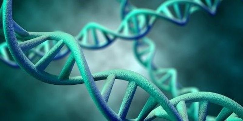 Most of Human Genome Nonfunctional: Study | The Scientist