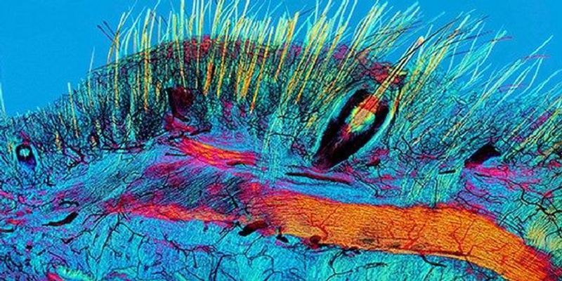 Image of the Day: Skinning the Cat | The Scientist