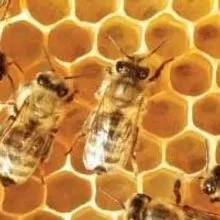 Cognitive Science | The Scientist