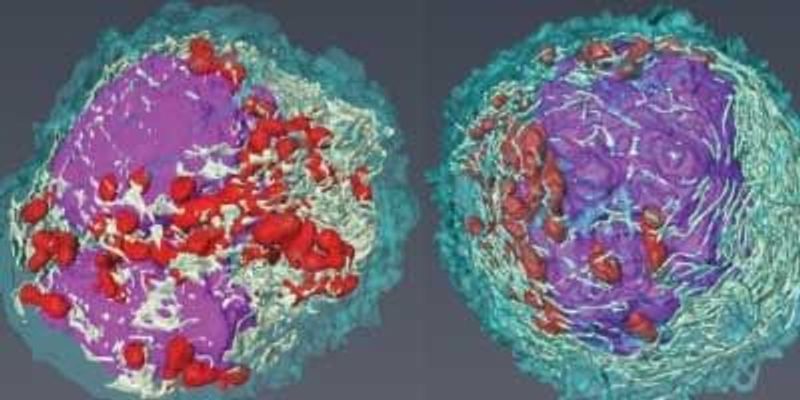 Researchers Uncover Previously Unknown Immune Cell Subtypes | The Scientist