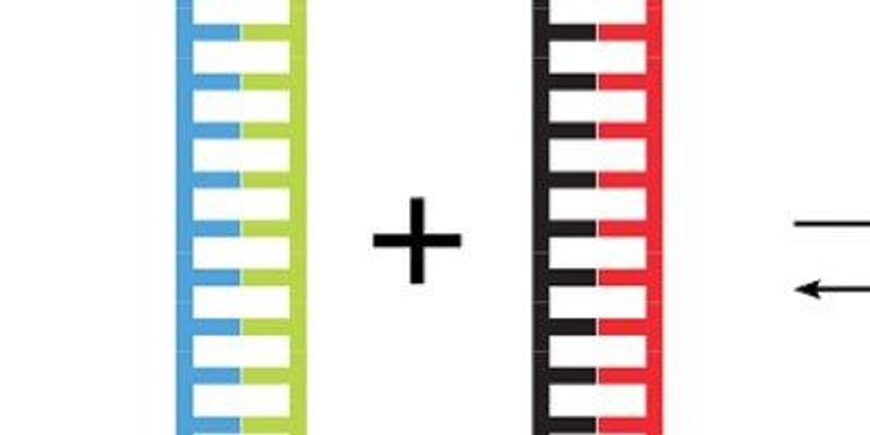 DNA Construction | The Scientist
