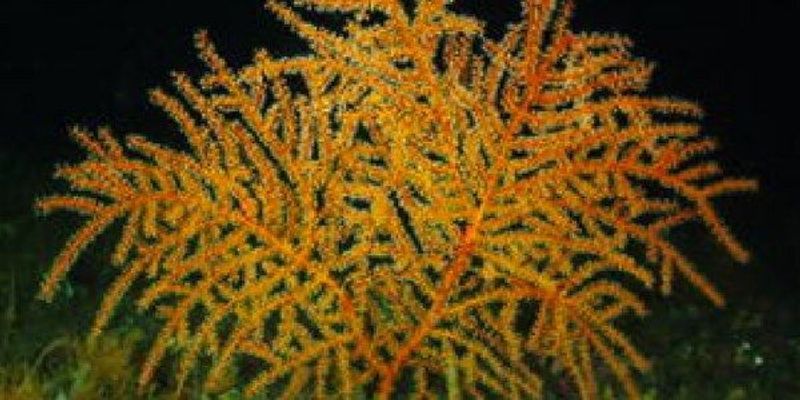 Image of the Day: Wounded Coral | The Scientist