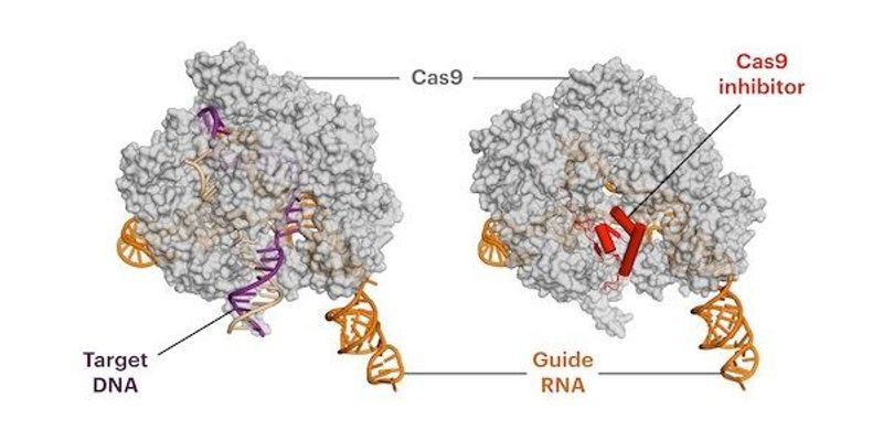 Anti-CRISPR Protein Reduces Off-Target Effects | The Scientist