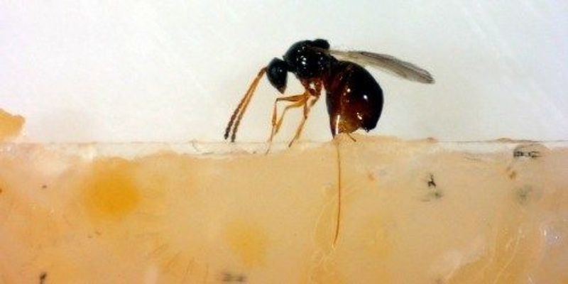 How Bacteria in Flies Kill Parasitic Wasps | The Scientist