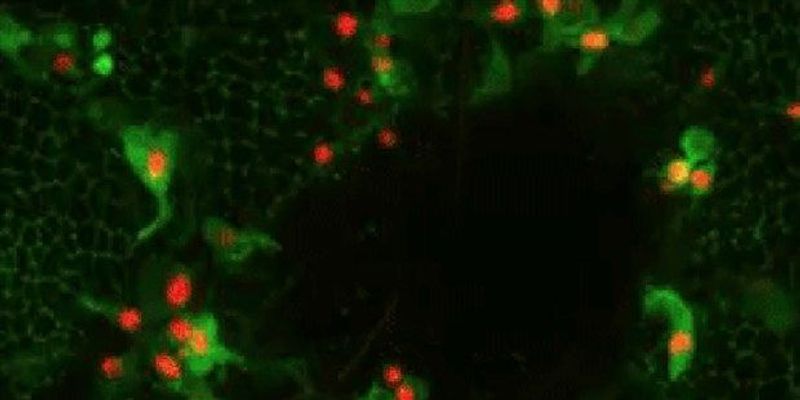 Image of the Day: Oculus Reparo | The Scientist