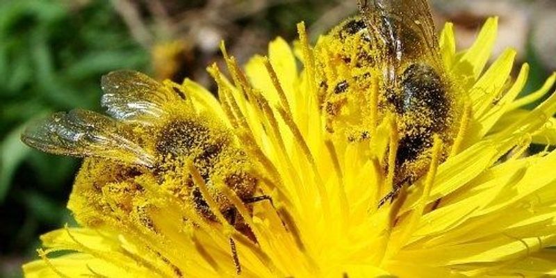 Field Studies Confirm Neonicotinoids’ Harm to Bees | The Scientist