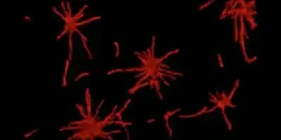 Image of the Day: Fungal Fireworks | The Scientist