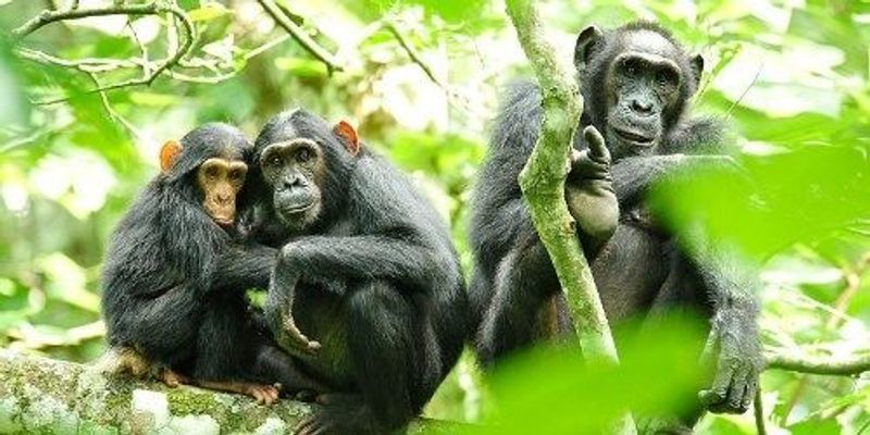 Human Presence Influences Chimps’ Hunting Habits | The Scientist