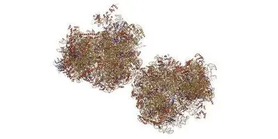 Study: Ribosomes are Functionally Diverse | The Scientist