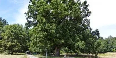 234-Year-Old Tree Has Impressively Stable Genome | The Scientist