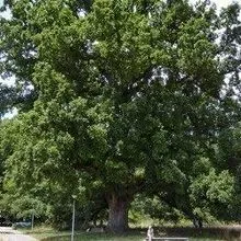 234-Year-Old Tree Has Impressively Stable Genome | The Scientist