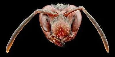 Genes Tied to Wasps Recognizing Faces | The Scientist