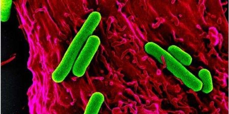 Bright Lights and Bacteria Treat Rats’ Heart Attacks | The Scientist