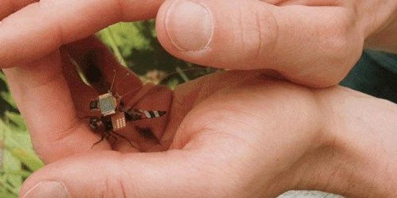 Image of the Day: Bird, Plane, or Cyborg? | The Scientist