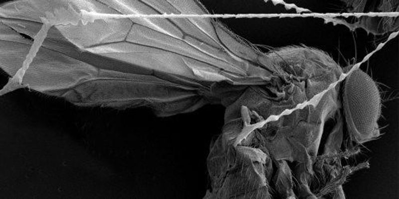 Insect Cuticle Aids Spiders’ Traps | The Scientist