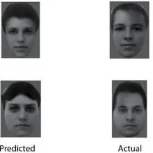 Primates Use Simple Code to Recognize Faces | The Scientist
