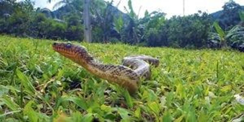 Snake Secrets | The Scientist