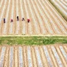 Ocean Pollution | The Scientist