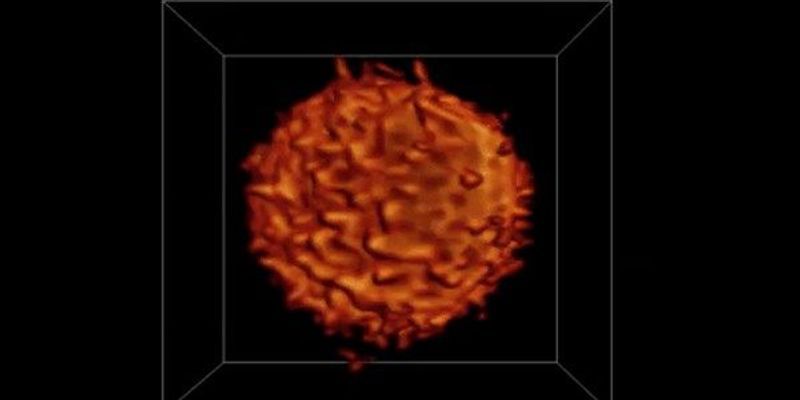 Image of the Day: Lights, Camera, T Cells! | The Scientist